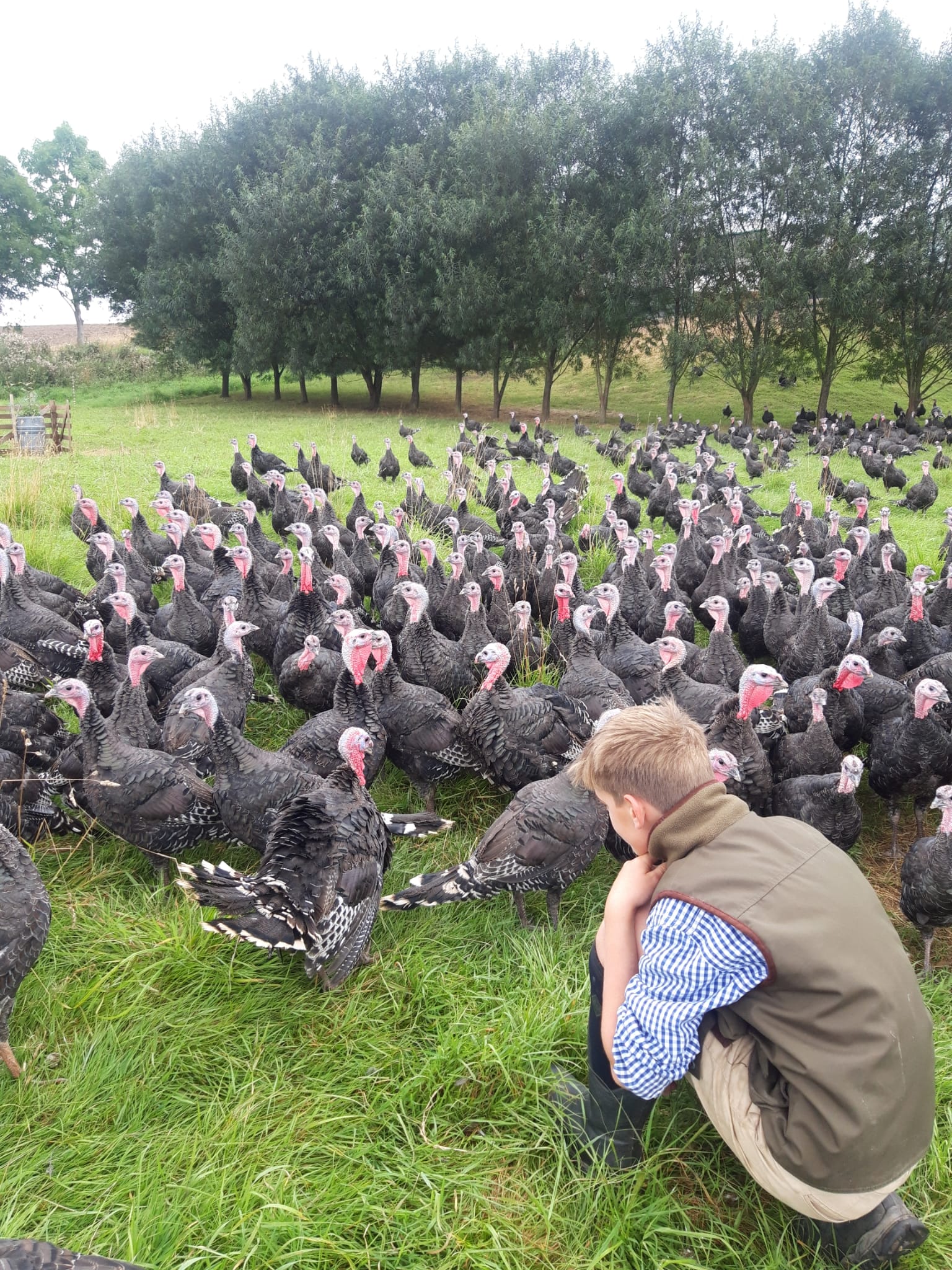 South Powrie Farm Free Range Bronze Turkeys | Go-Rural