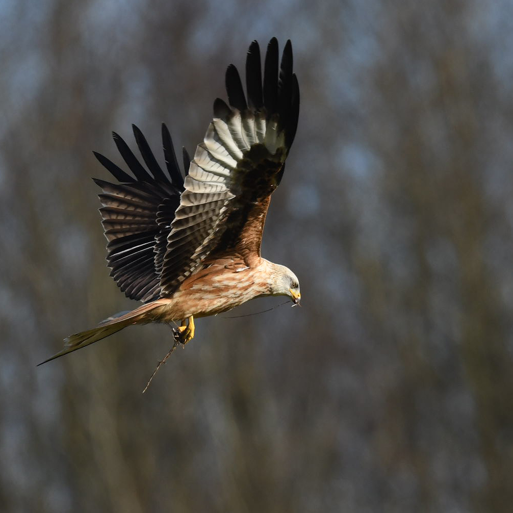 ARGATY RED KITES | Go-Rural