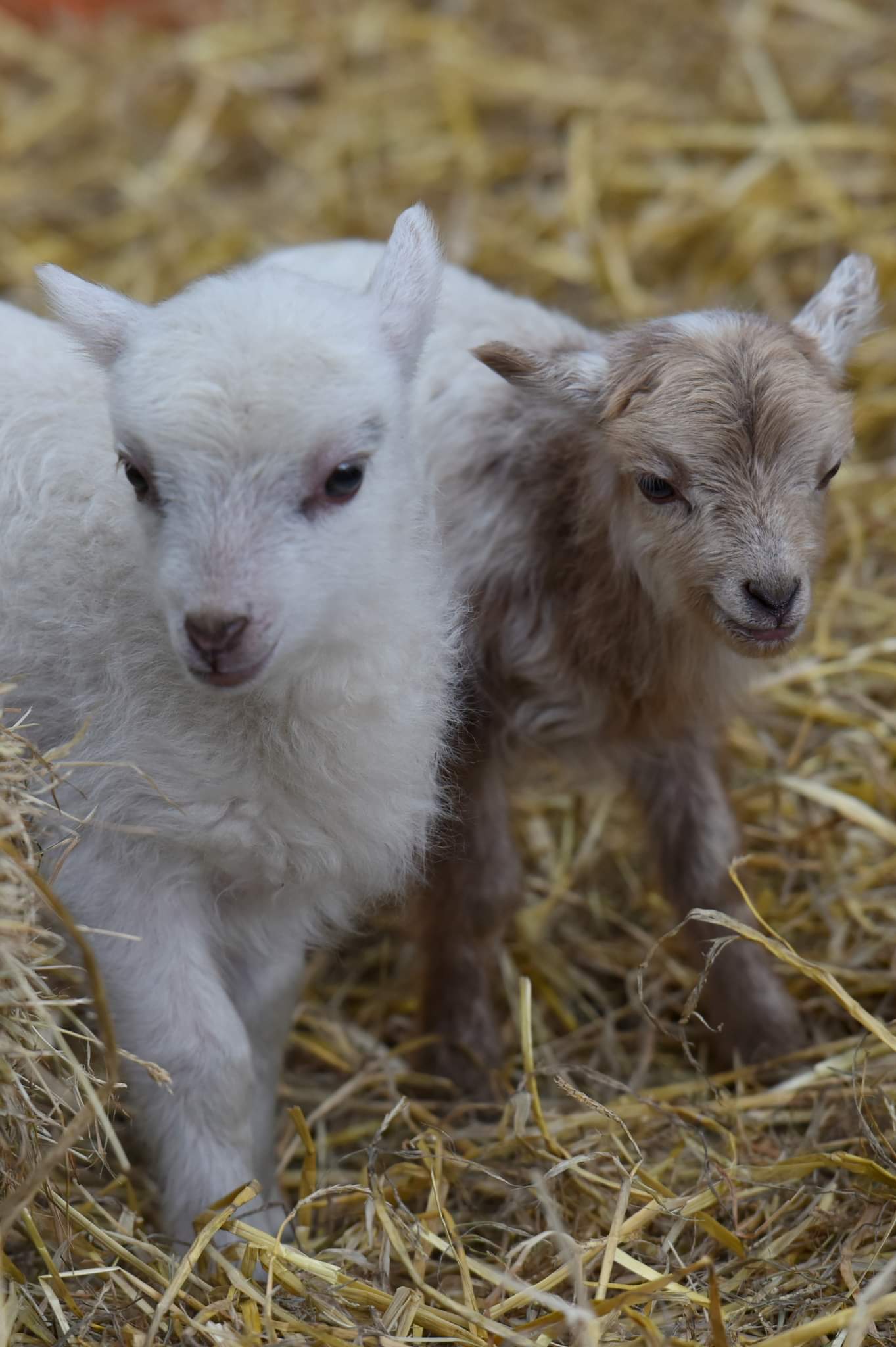 Bowmuir Farm Holidays | Go-Rural