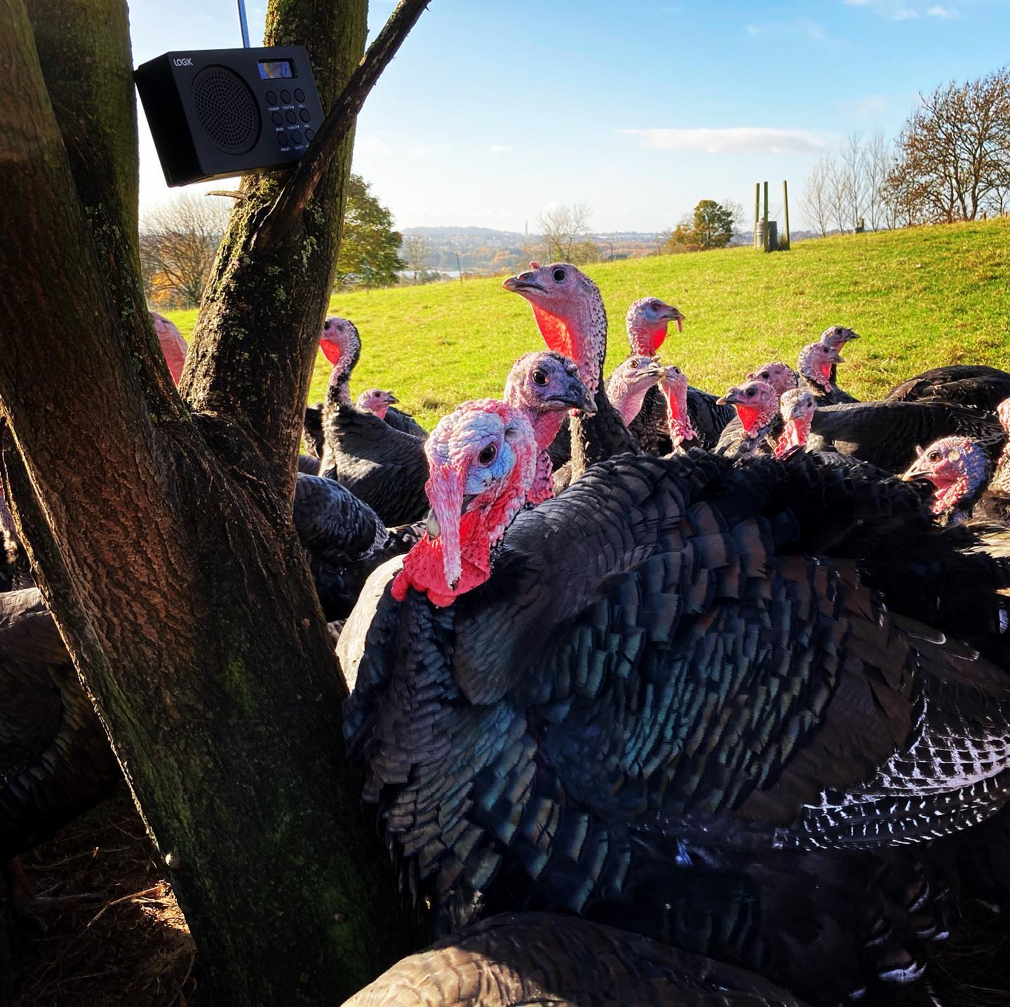 South Powrie Farm Free Range Bronze Turkeys | Go-Rural