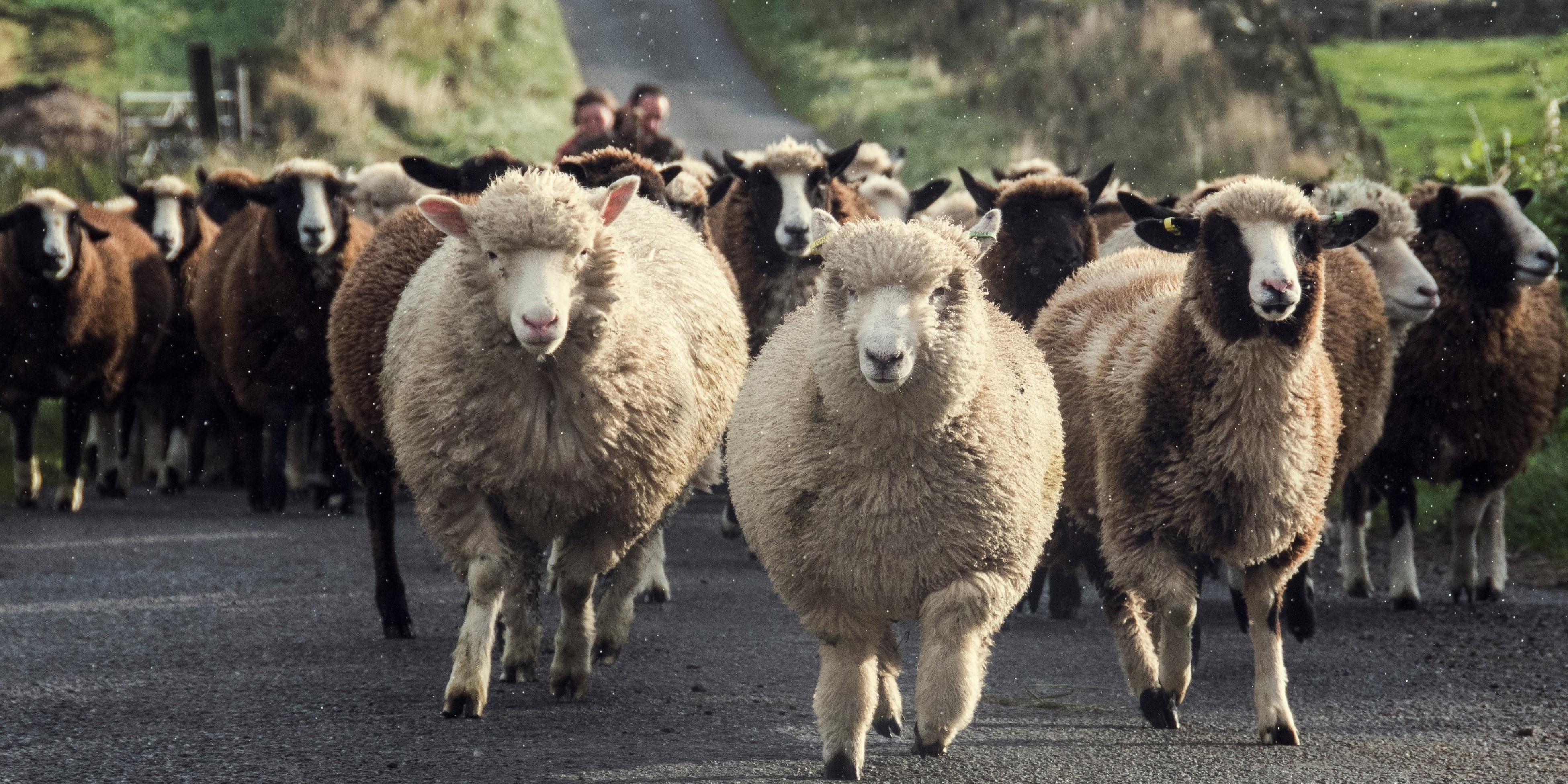 Book a Lambing Experience on a Scottish Farm | Go-Rural