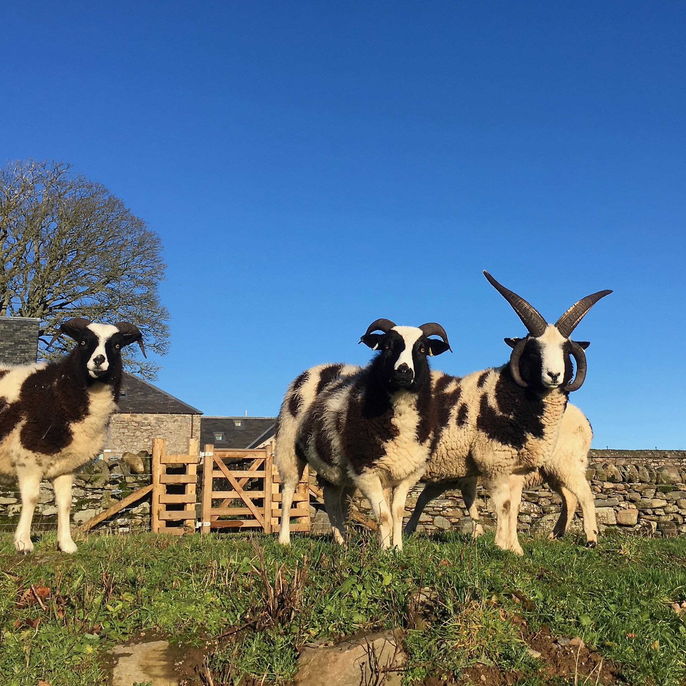 Burmieston Farm & Steading | Go-Rural