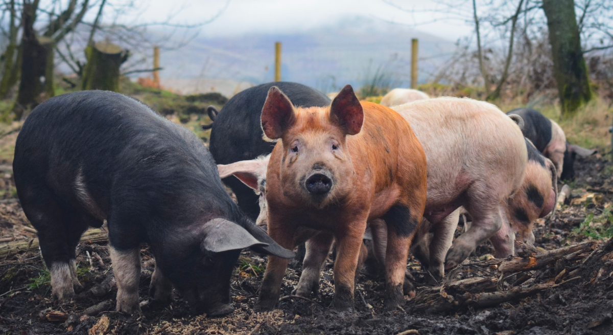 Solsgirth Home Farm | Go-Rural